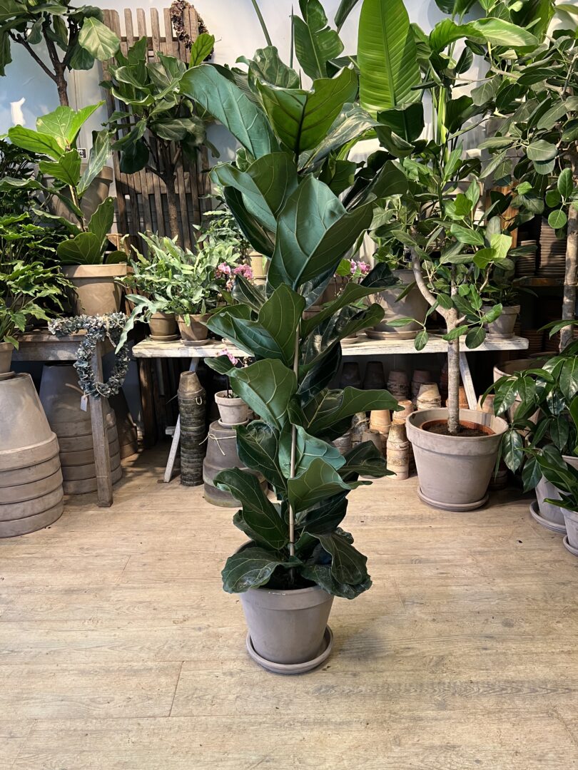K b Planter Online Bestil Store Indend rs Stueplanter K b Planter Online Bestil Store Indend rs Stueplanter