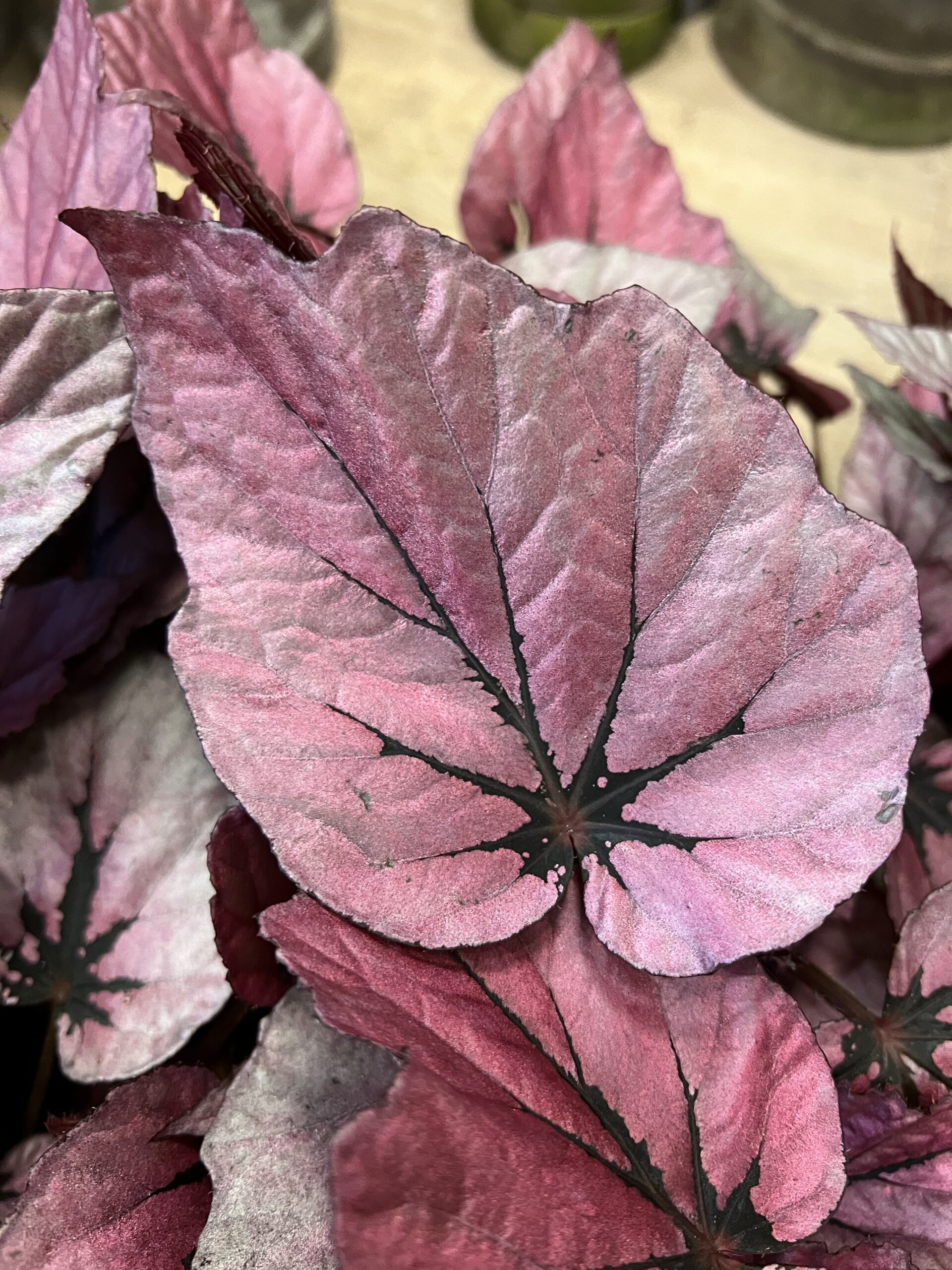 Begonia Rex Pink - Køb Begonia planter billigt online