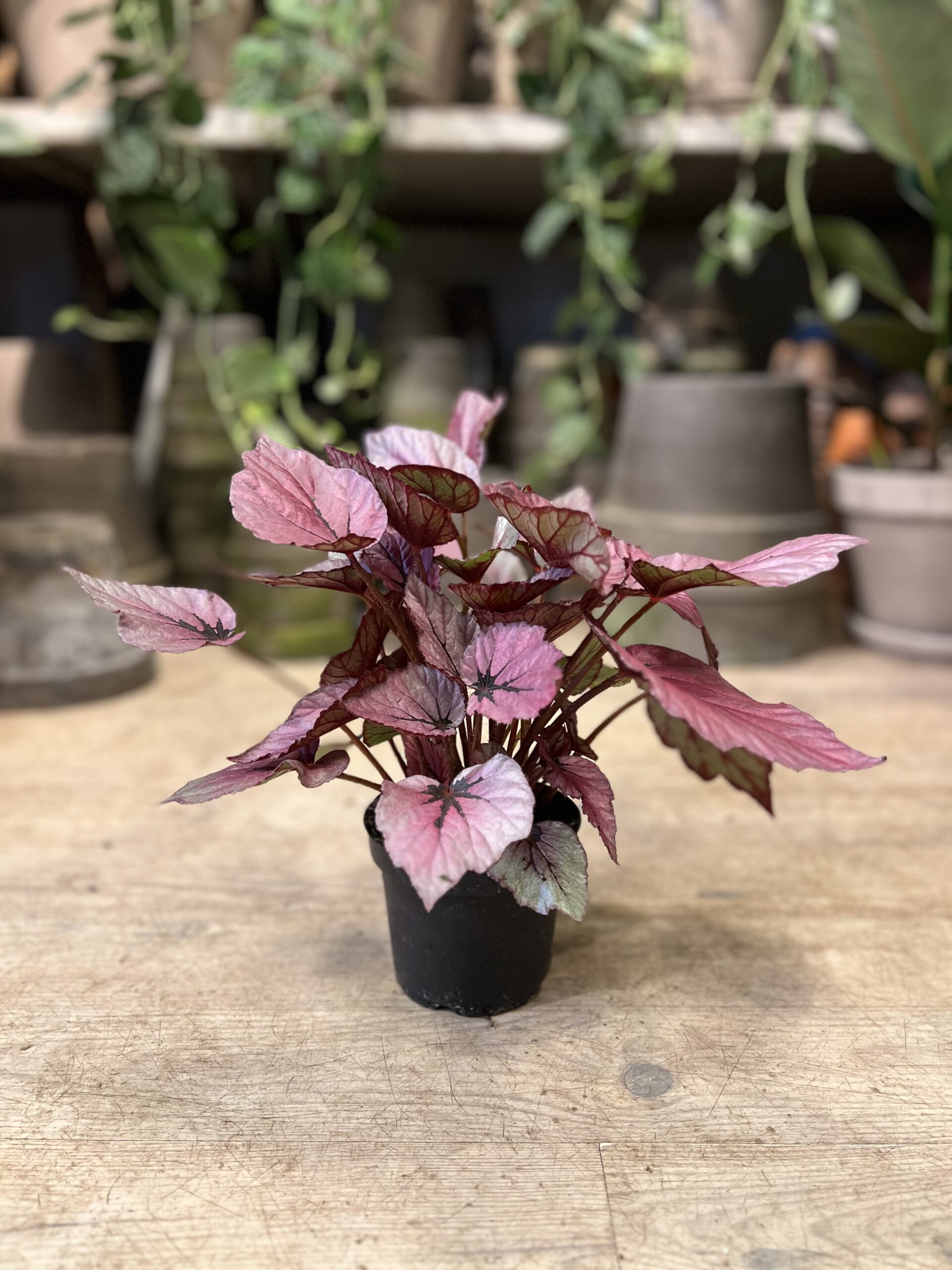 Begonia Rex Pink - Køb Begonia planter billigt online
