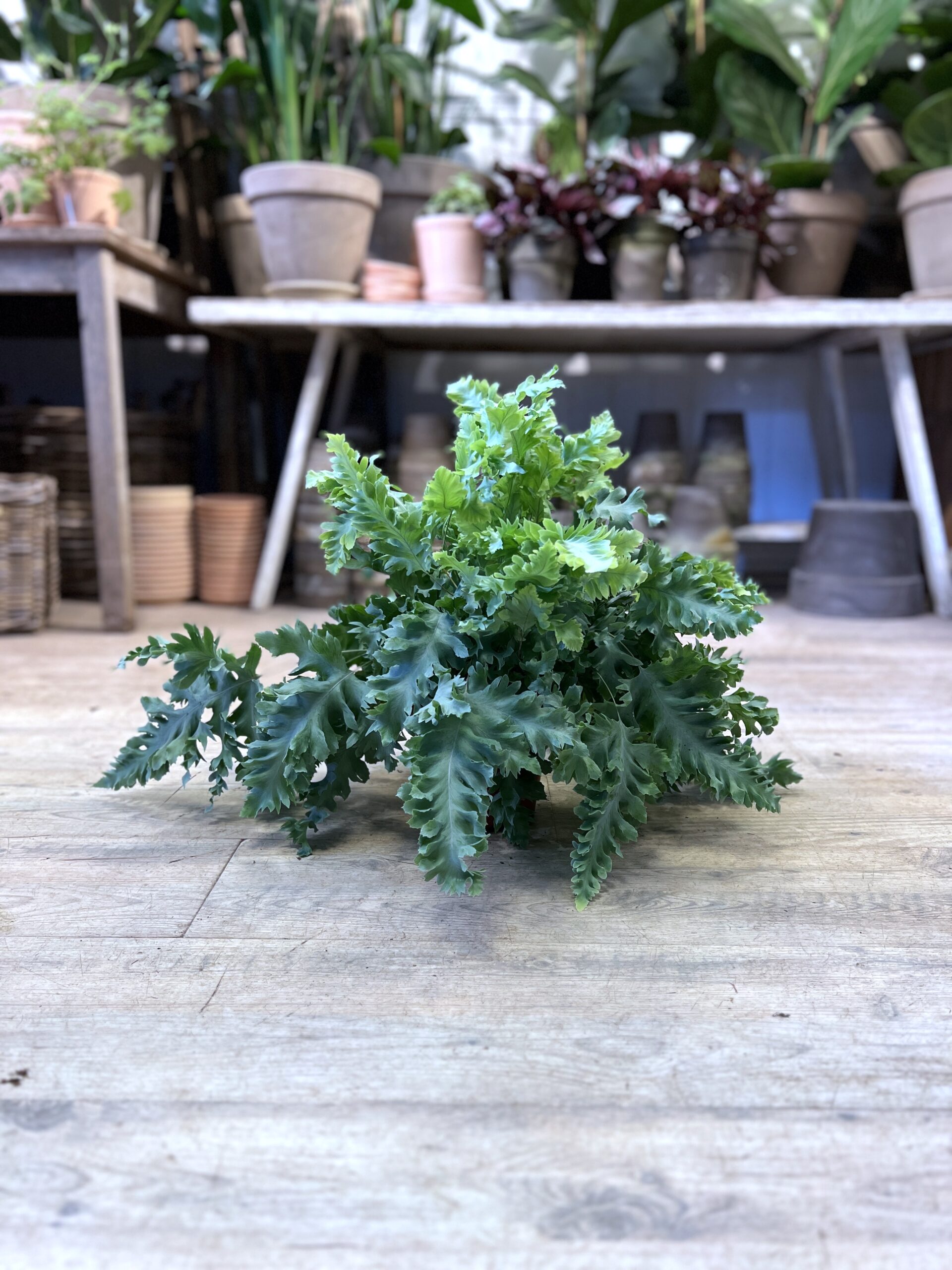 Blå bregne - Køb grønne stueplanter BILLIGT online