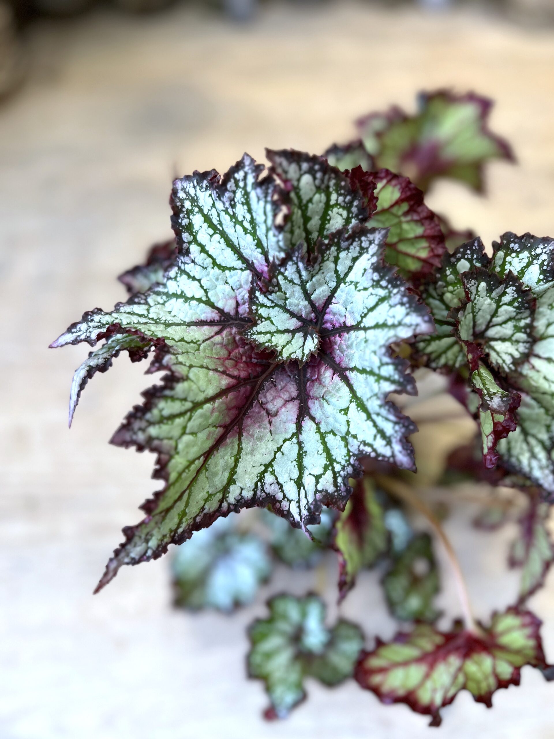 Begonia Rex - Køb Begonia planter billigt online