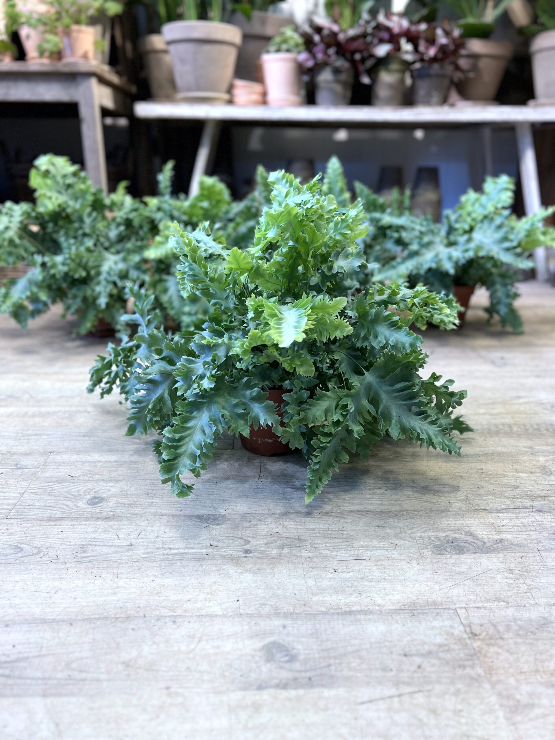 Blå bregne - Køb grønne stueplanter BILLIGT online