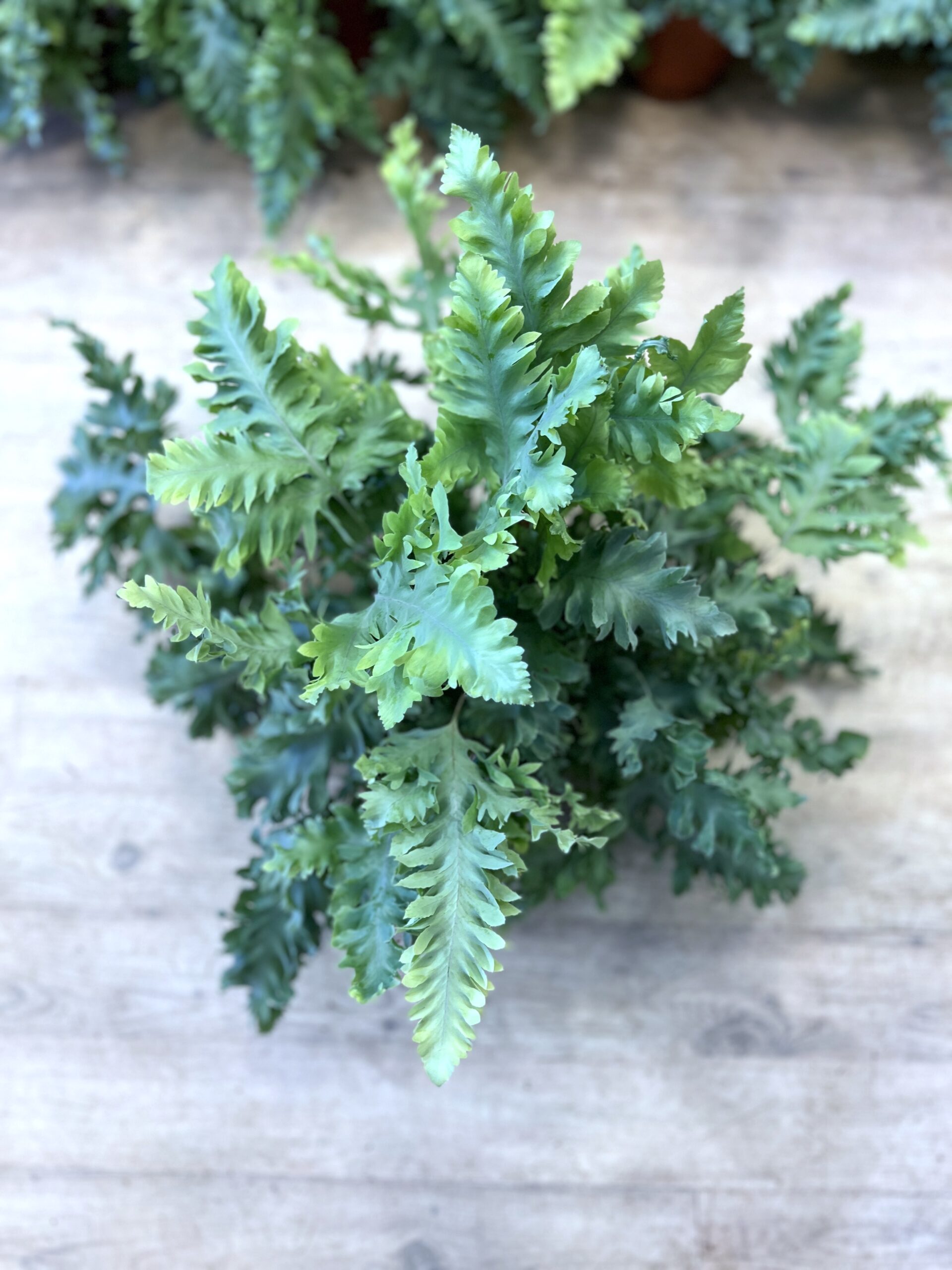 Blå bregne - Køb grønne stueplanter BILLIGT online