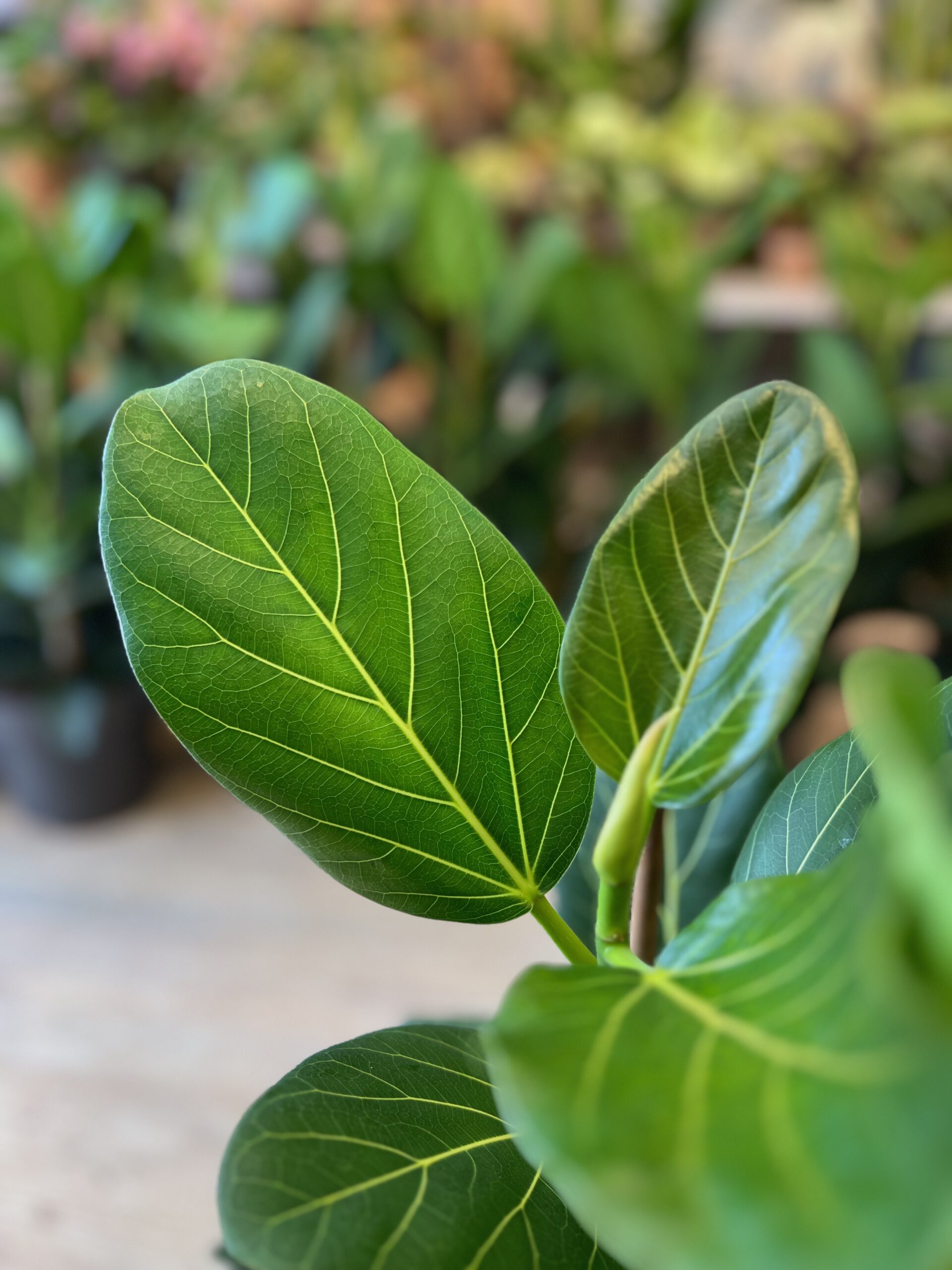 Send blomster – Bestil blomster i København – Happyflower.dkFicus ...