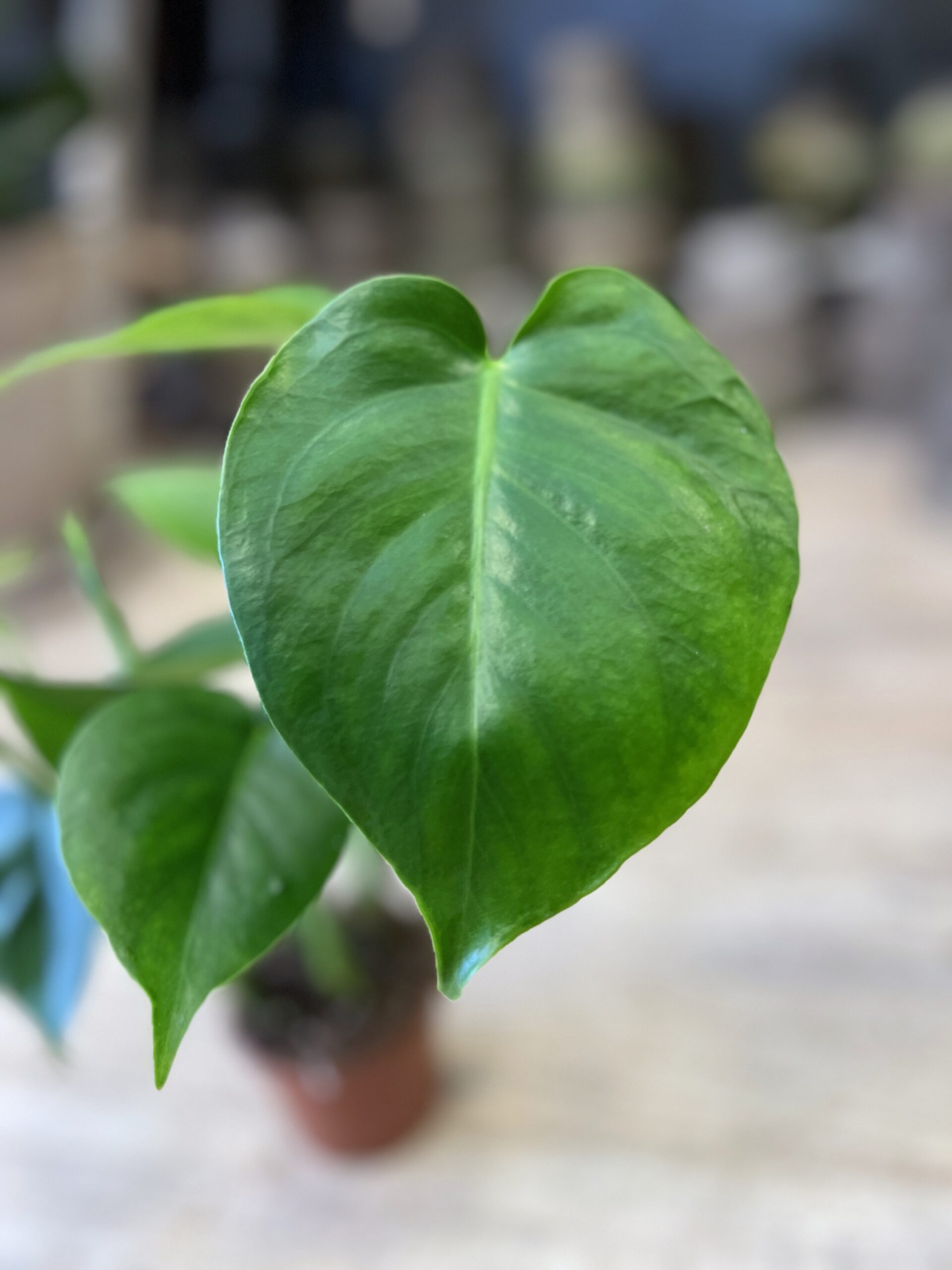 Monstera (lille) - Køb Monstera plante billigt online!