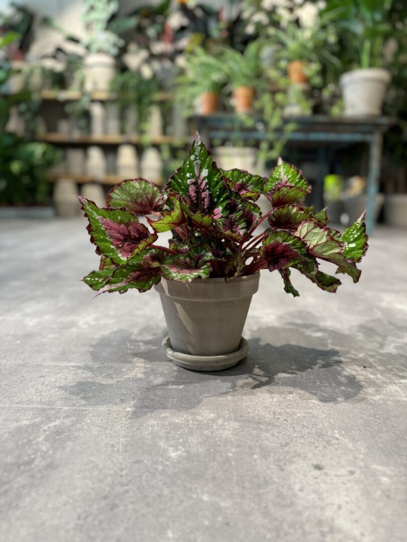 Begonia Rex - Køb Begonia planter billigt online