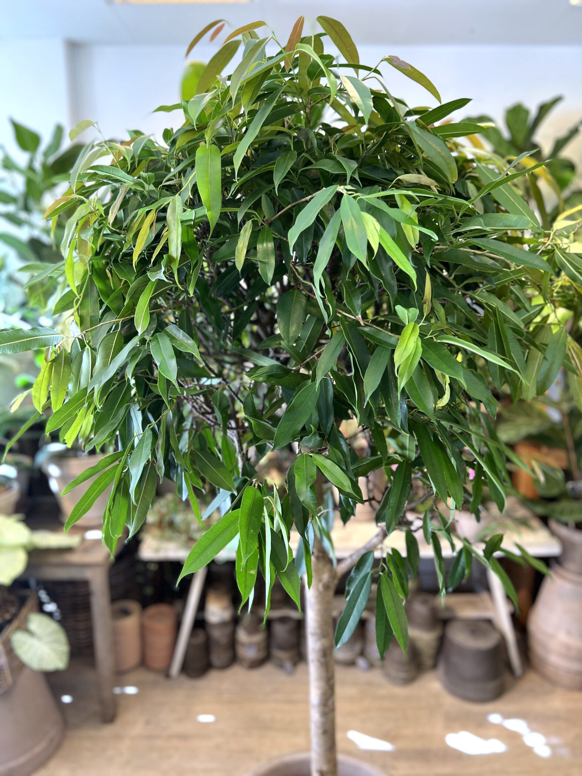 Ficus Amstel King - Store grønne indendørsplanter