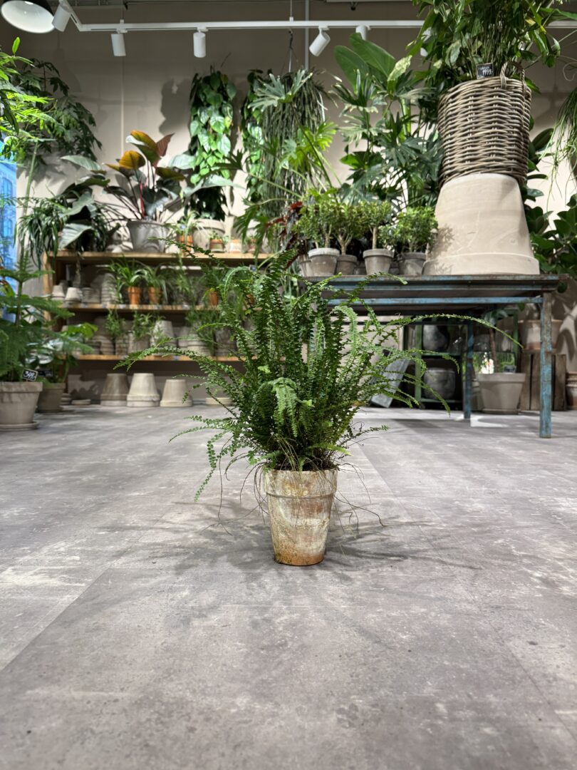 Bregne fra dansk gartner - Billig levering af planter!