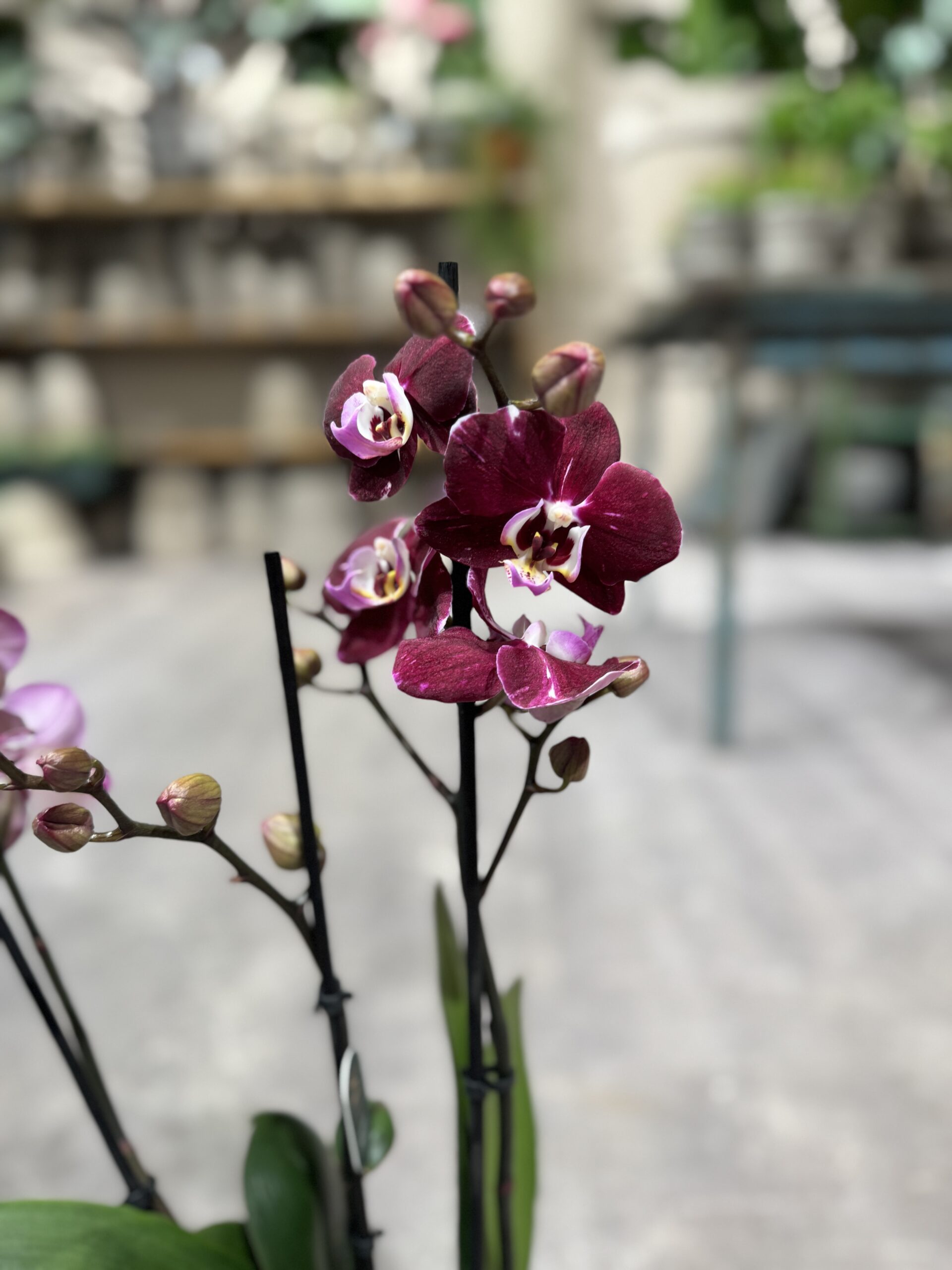 Orkide bordeaux - Billig levering af planter!